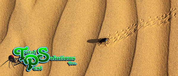 Mythology & Insects: An Introduction - Welcome to Total Pest Solutions ...