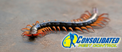 Helpful Insects: Bugs That Help Humans - Total Pest Solutions