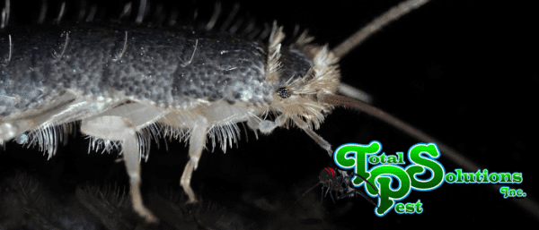 Your Home Solution to Prevent Silverfish Invasions - Welcome to Total ...
