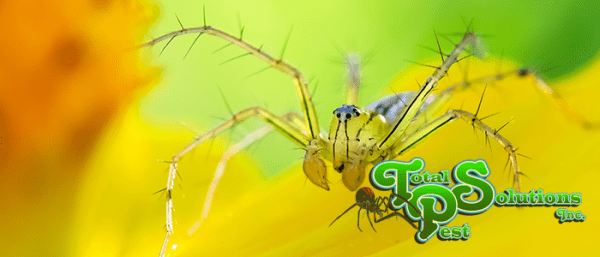Florida's Native Spiders - Welcome to Total Pest Solutions Inc.