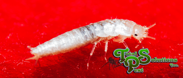 How to Identify and Control Silverfish Infestations in Your Home ...